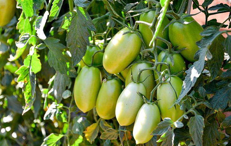 Tomates - Tomates Mallmann